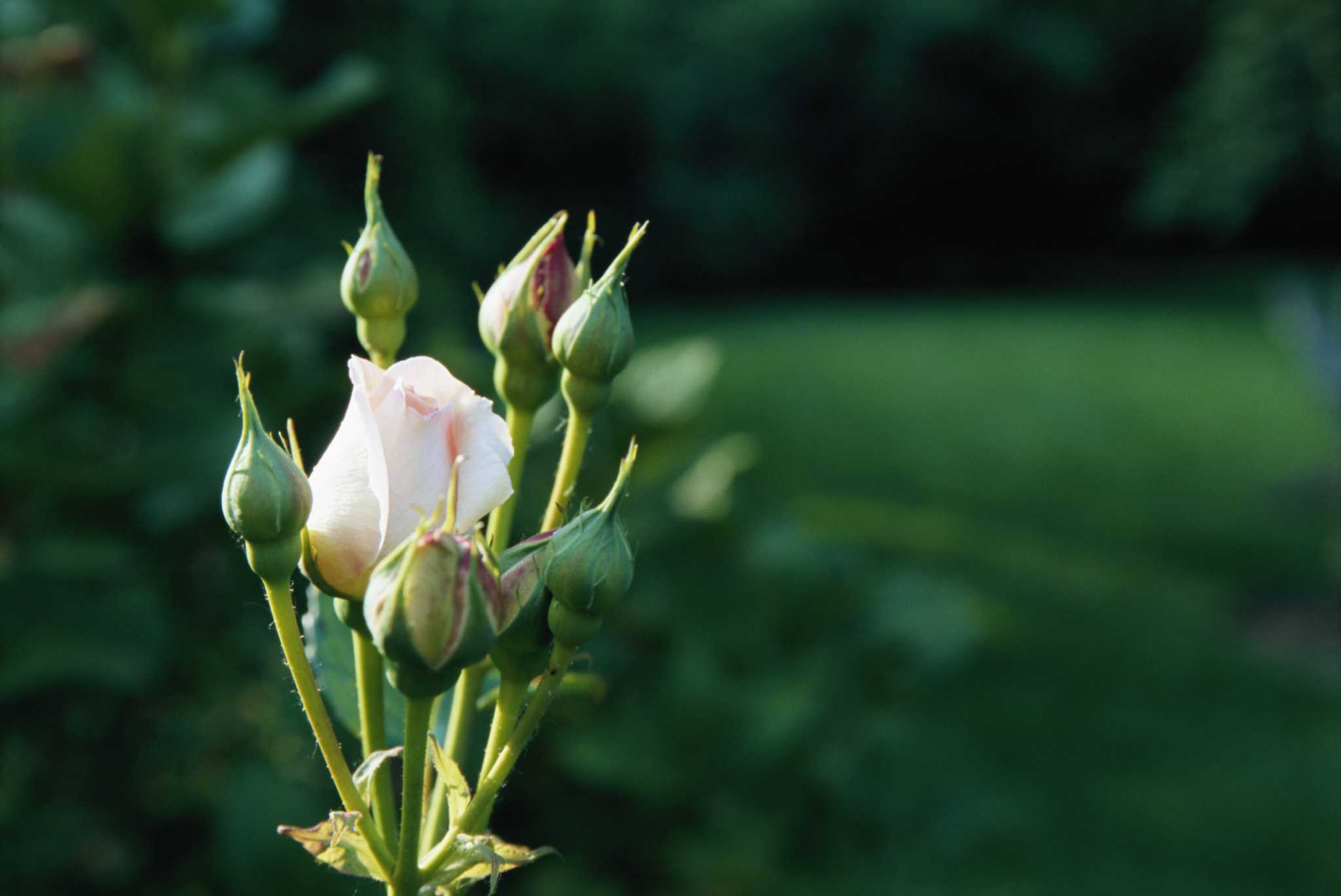 How to Transplant a Budding Rose Bush