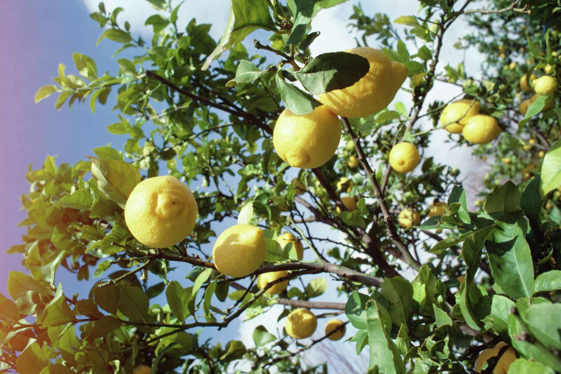 Are Lemon Tree Roots Poisonous to Dogs?