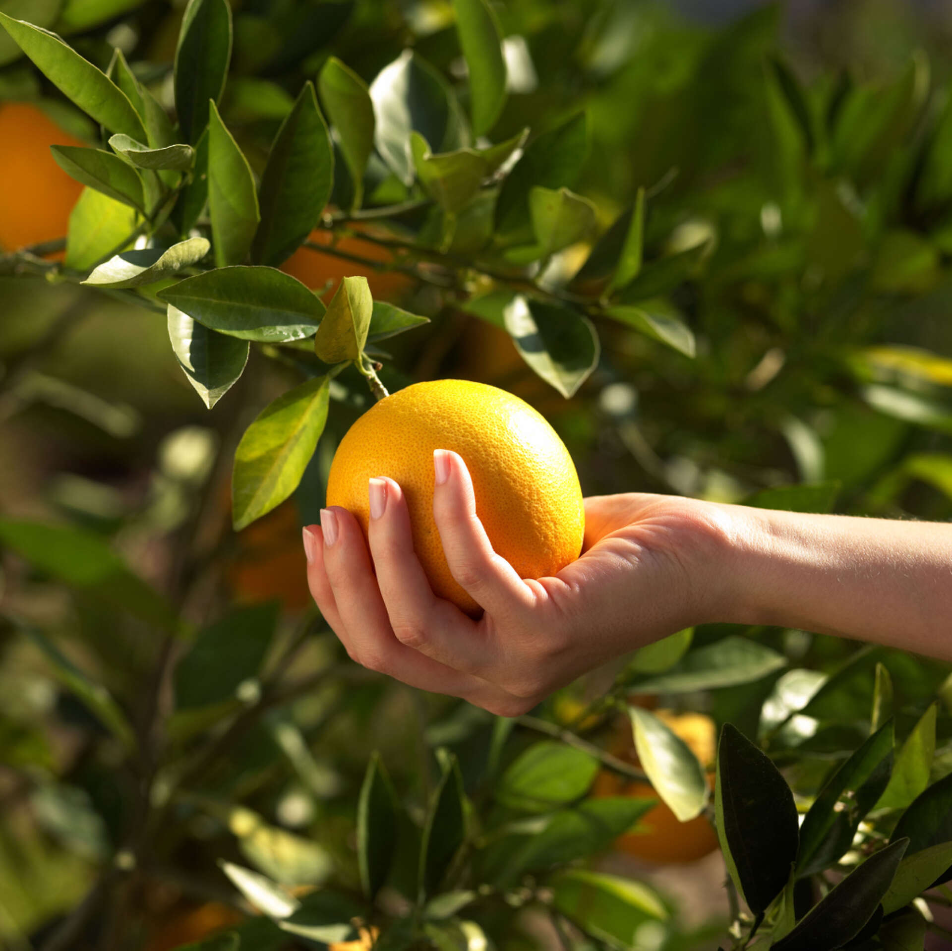 How Deep Do Dwarf Citrus Trees' Roots Grow?