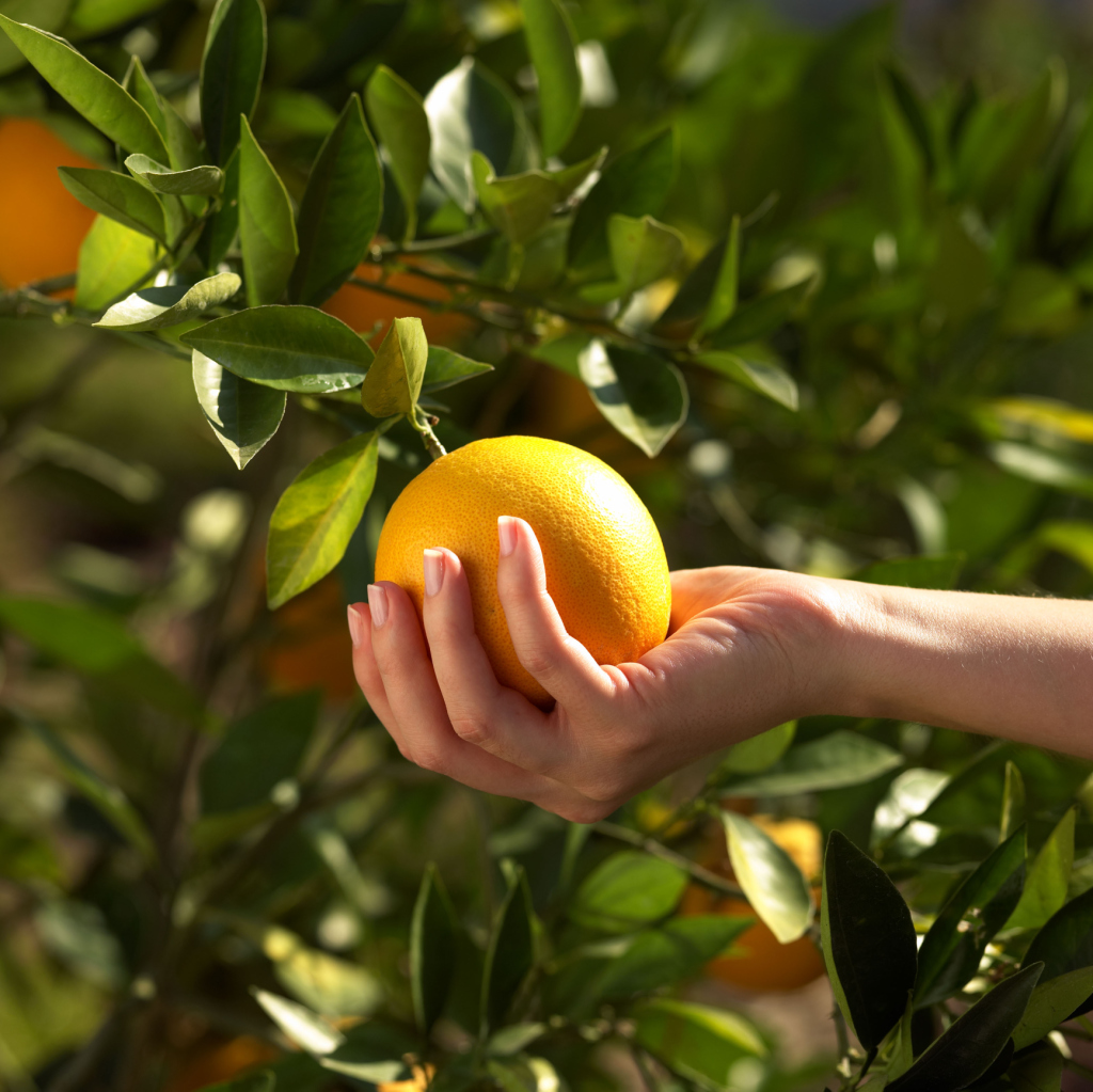 How to Pinch Off Small Fruits on a Year-Old Citrus Tree