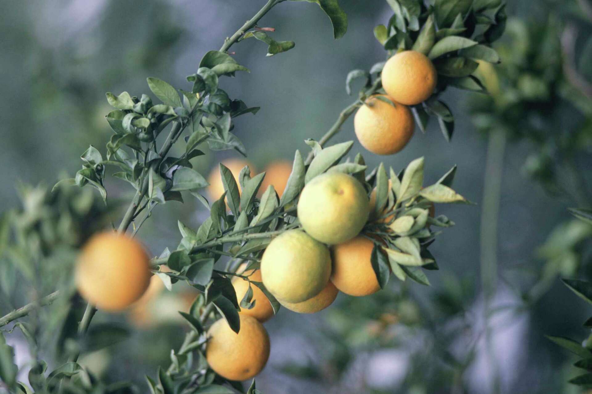 How to Care for Citrus Trees When the Fruit Is Too Heavy