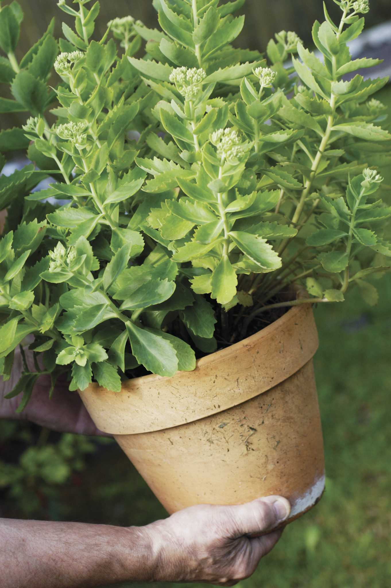 How to Prune Ground Cover Roses