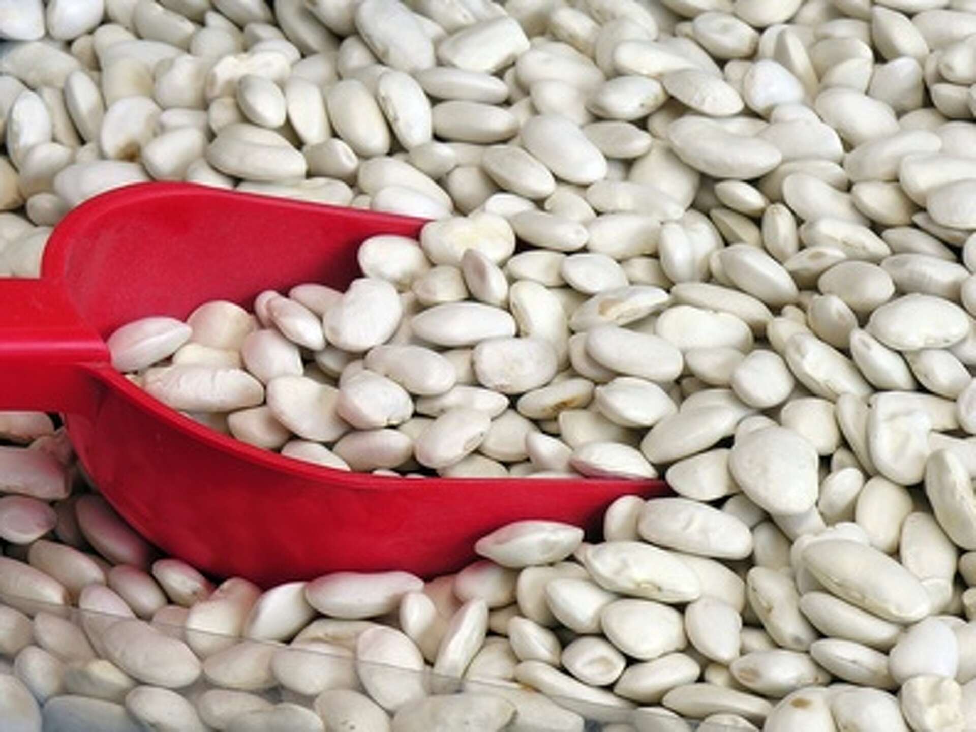 What Are the Benefits of Great Northern Beans?