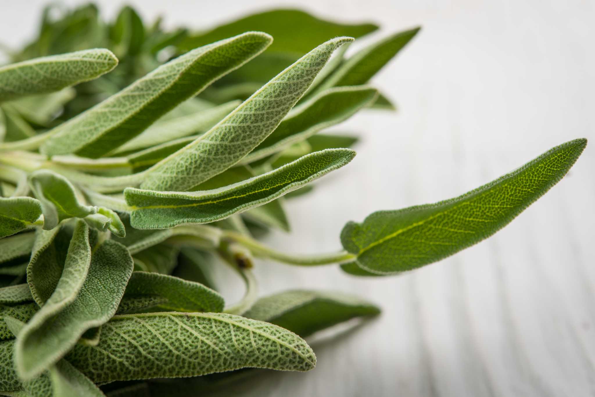 What Are the Benefits of White Sage Tea?