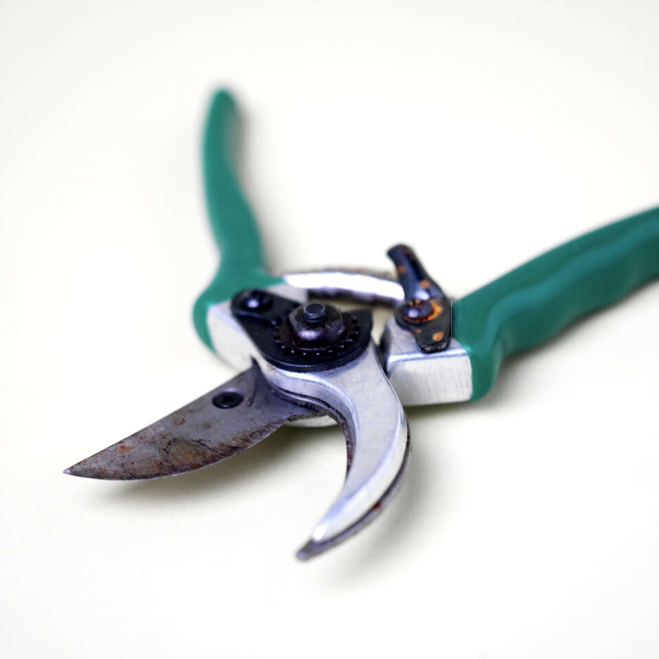 How to Clean Secateurs
