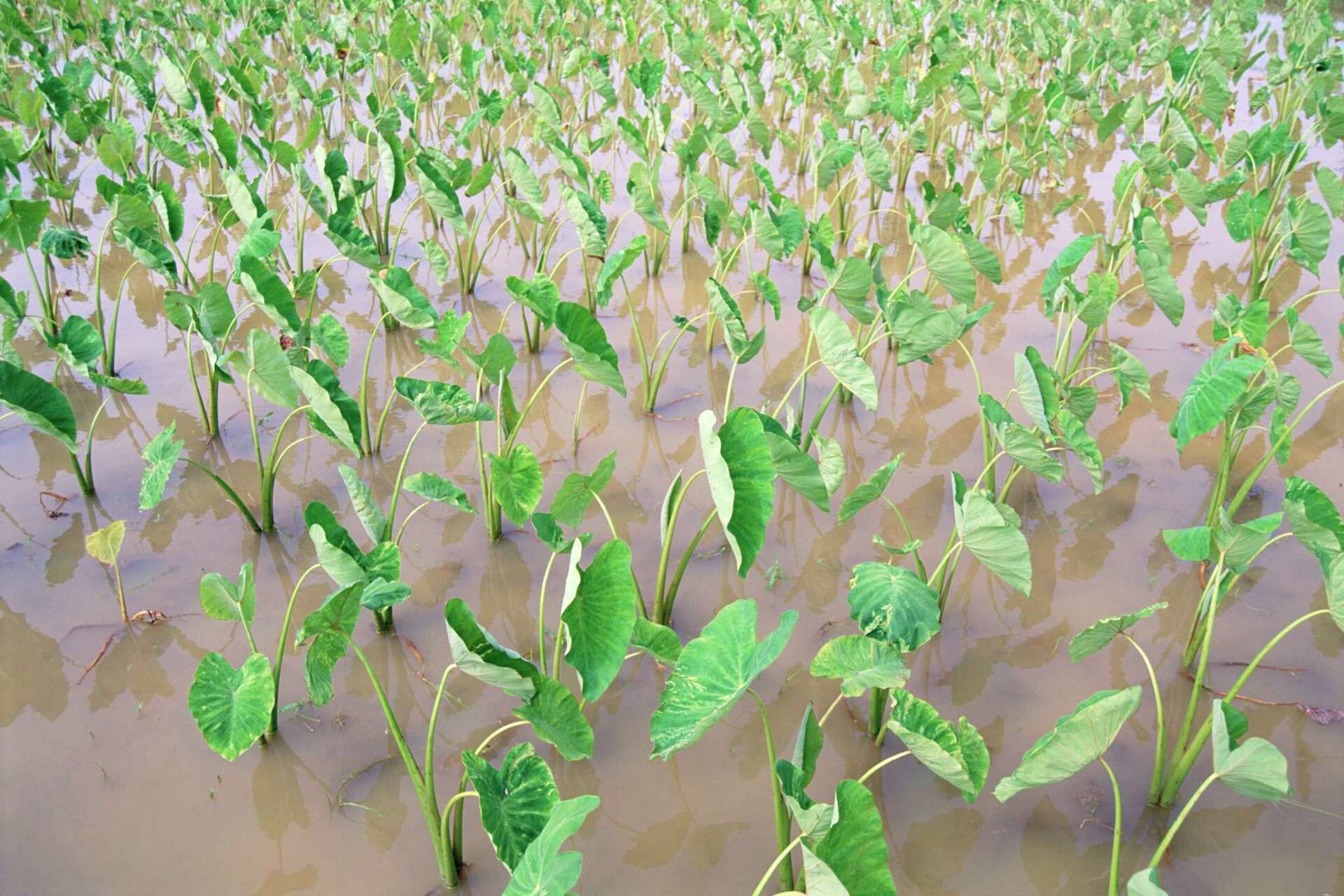 Taro Root Plant Care