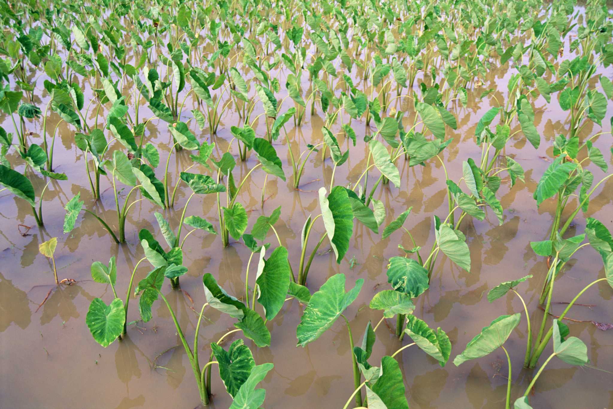 How to Clean Taro Leaves