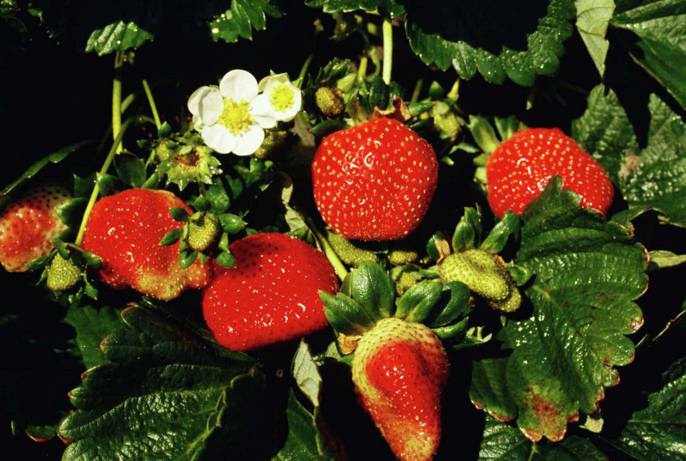 Varieties of Everbearing Strawberries