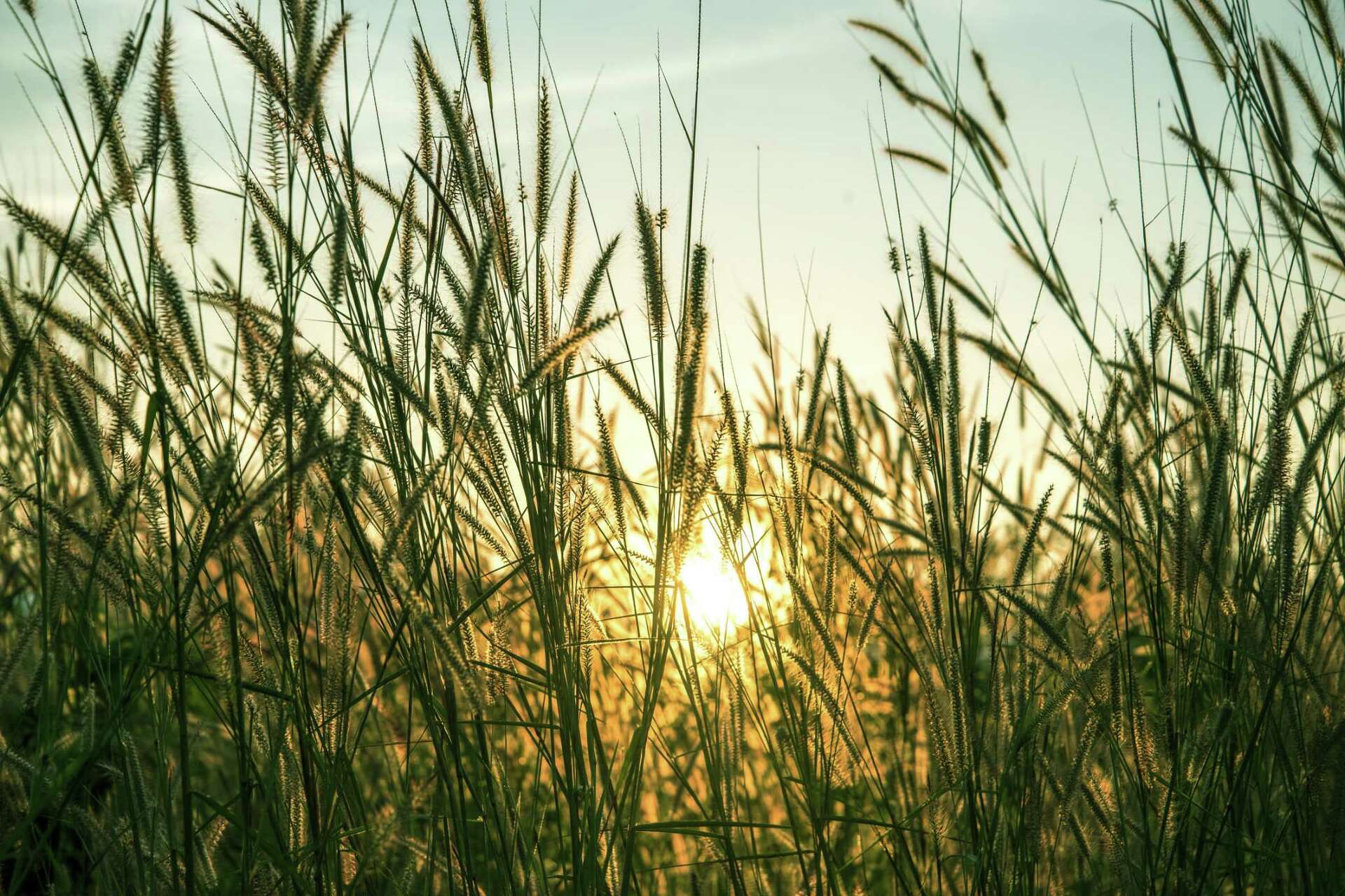 How to Clear an Overgrown Backyard of Weeds & Brush