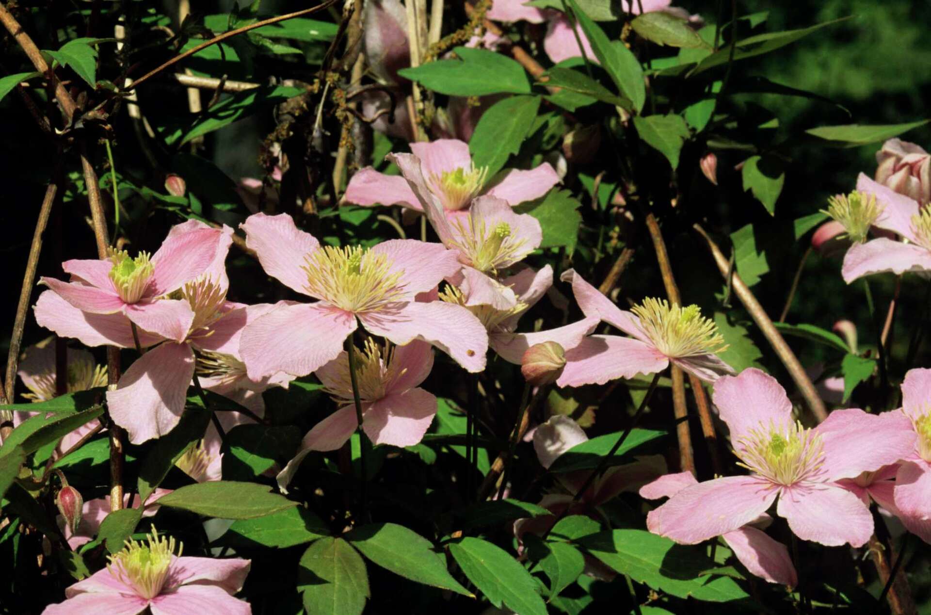 The Best Climbing Perennials
