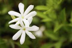 Star Jasmine Root Growth
