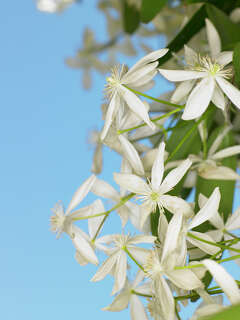 Plants That Smell Like Vanilla