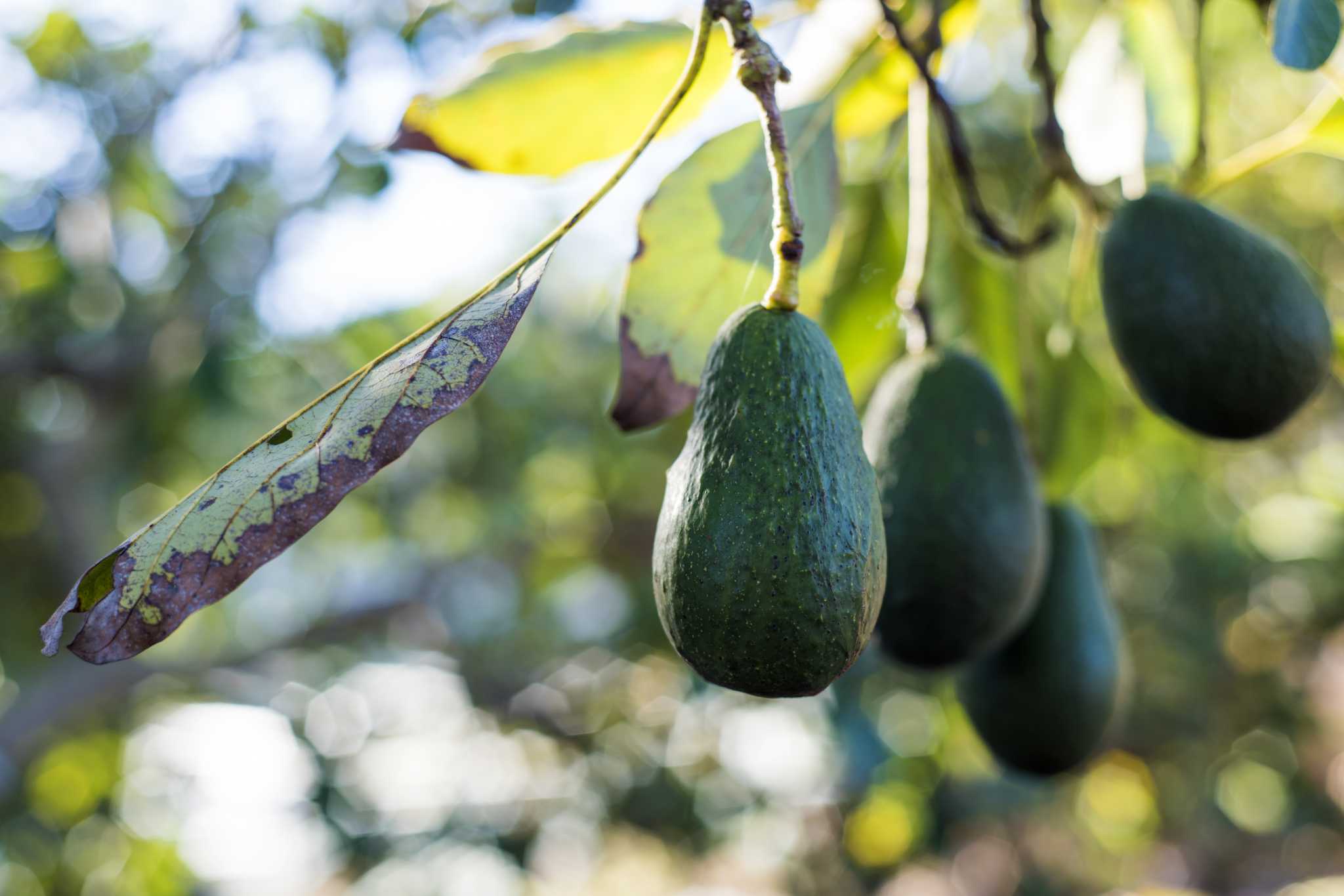 What Climate Does an Avocado Tree Need to Grow?