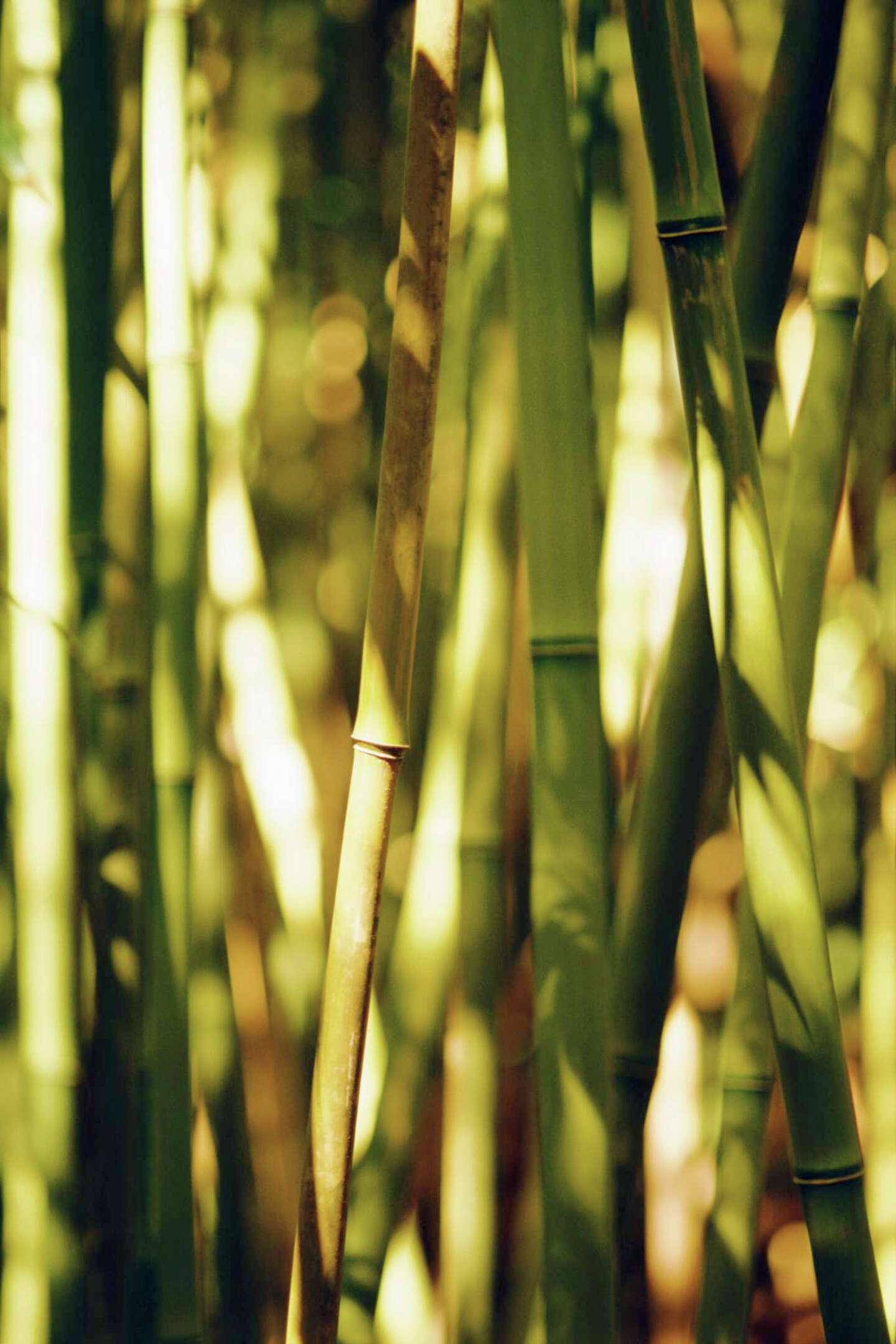 Which Climate Will Bamboo Grow In?