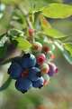 Identification of Worms on Blueberry Bushes