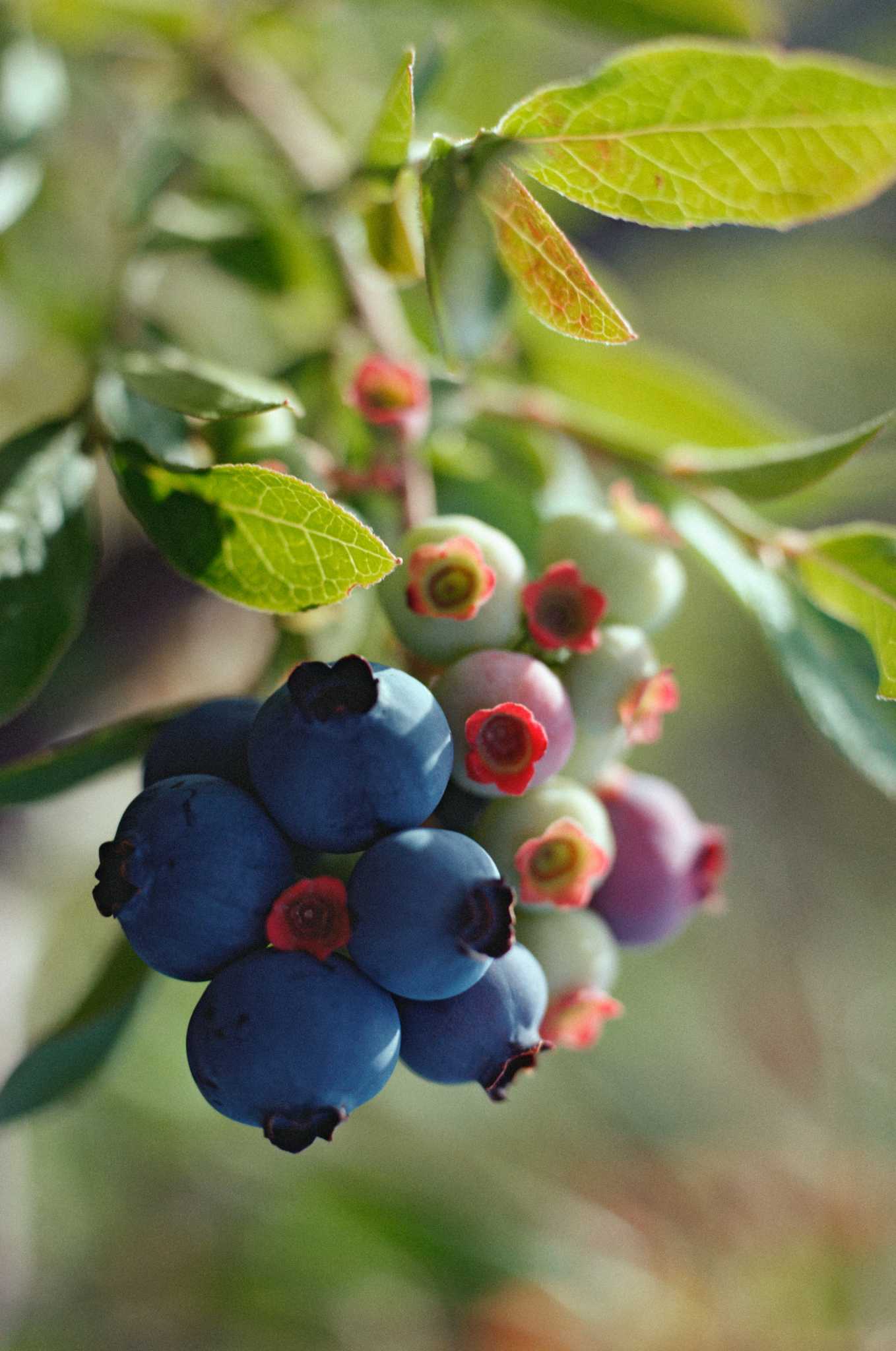 How To Care For Dwarf Blueberries How To Care For Dwarf Blueberries