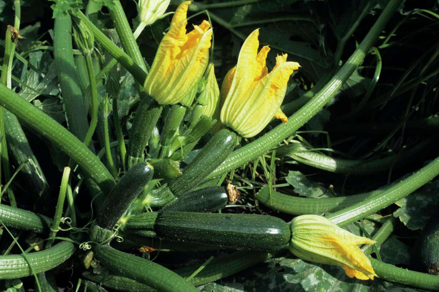 How to Hand-Pollinate Female Zucchini