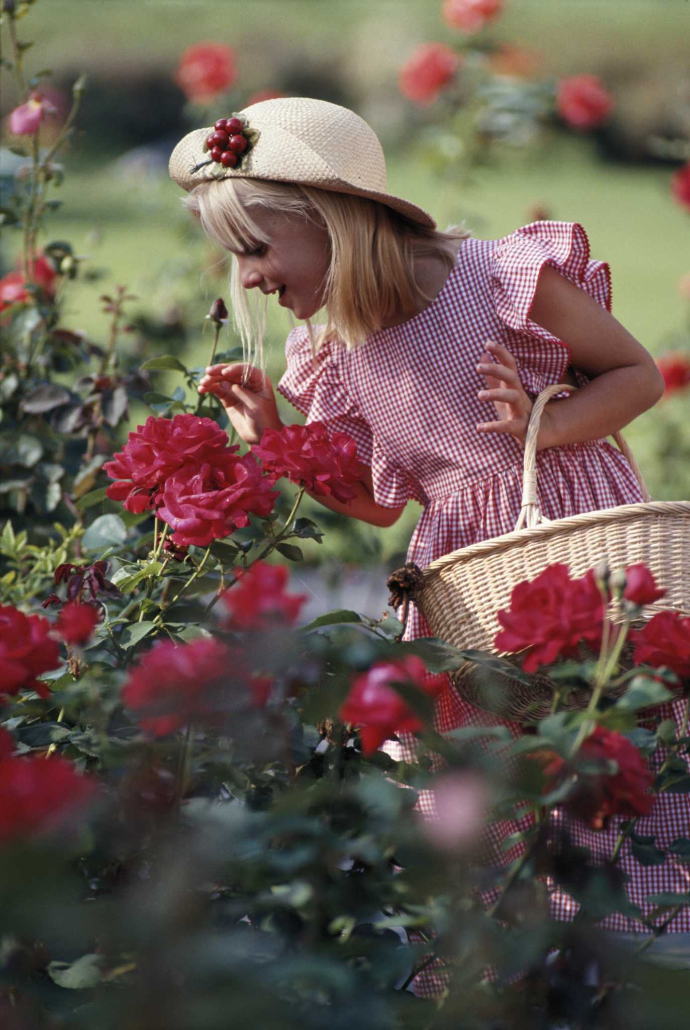 How to Weed Rose Beds