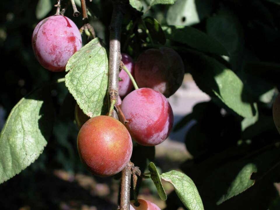 How to Grow Plum Trees Like the Dwarf Santa Rosa Plum