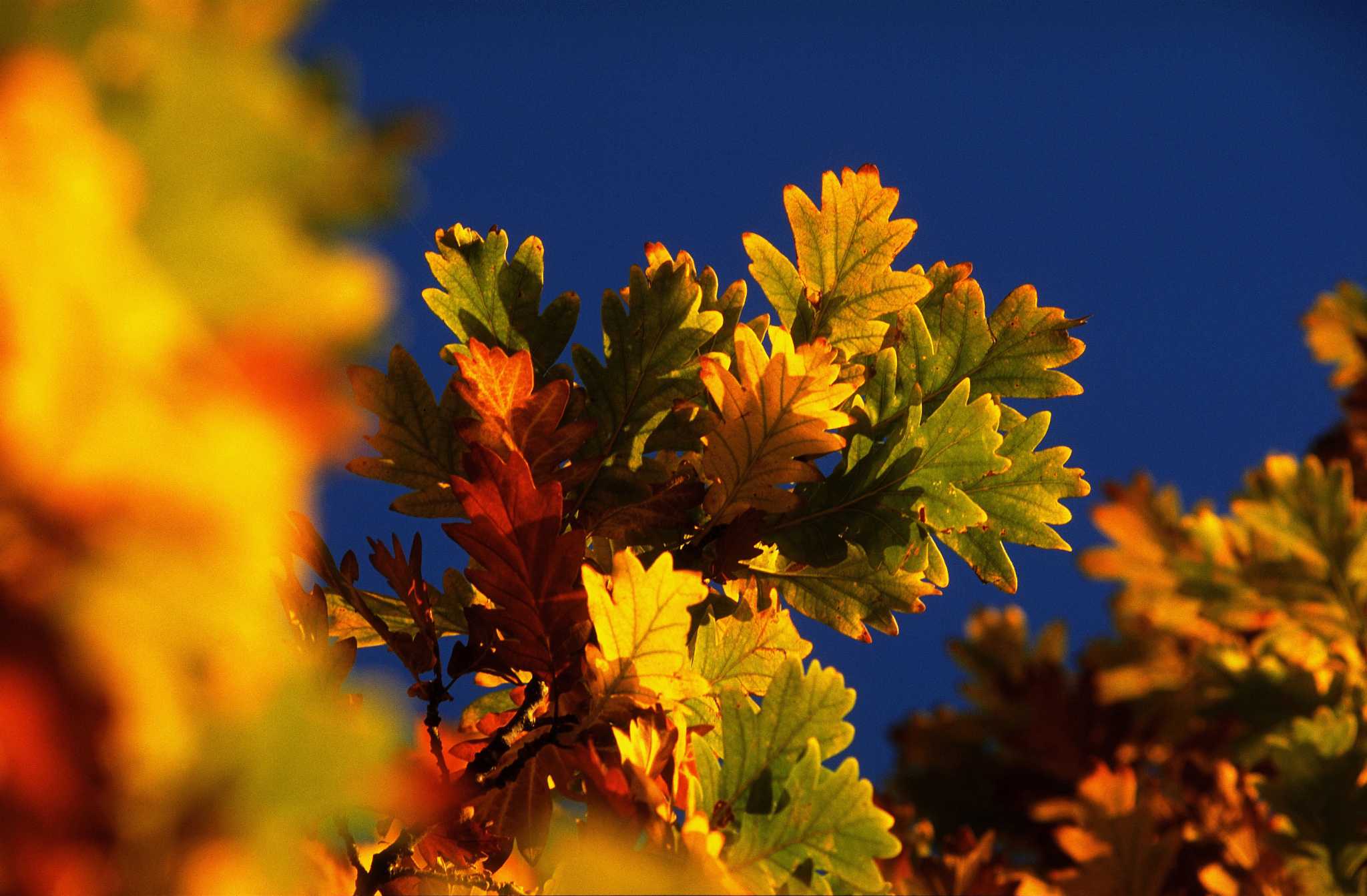 What Climate Does A Red Oak Tree Need what-climate-does-a-red-oak-tree-need