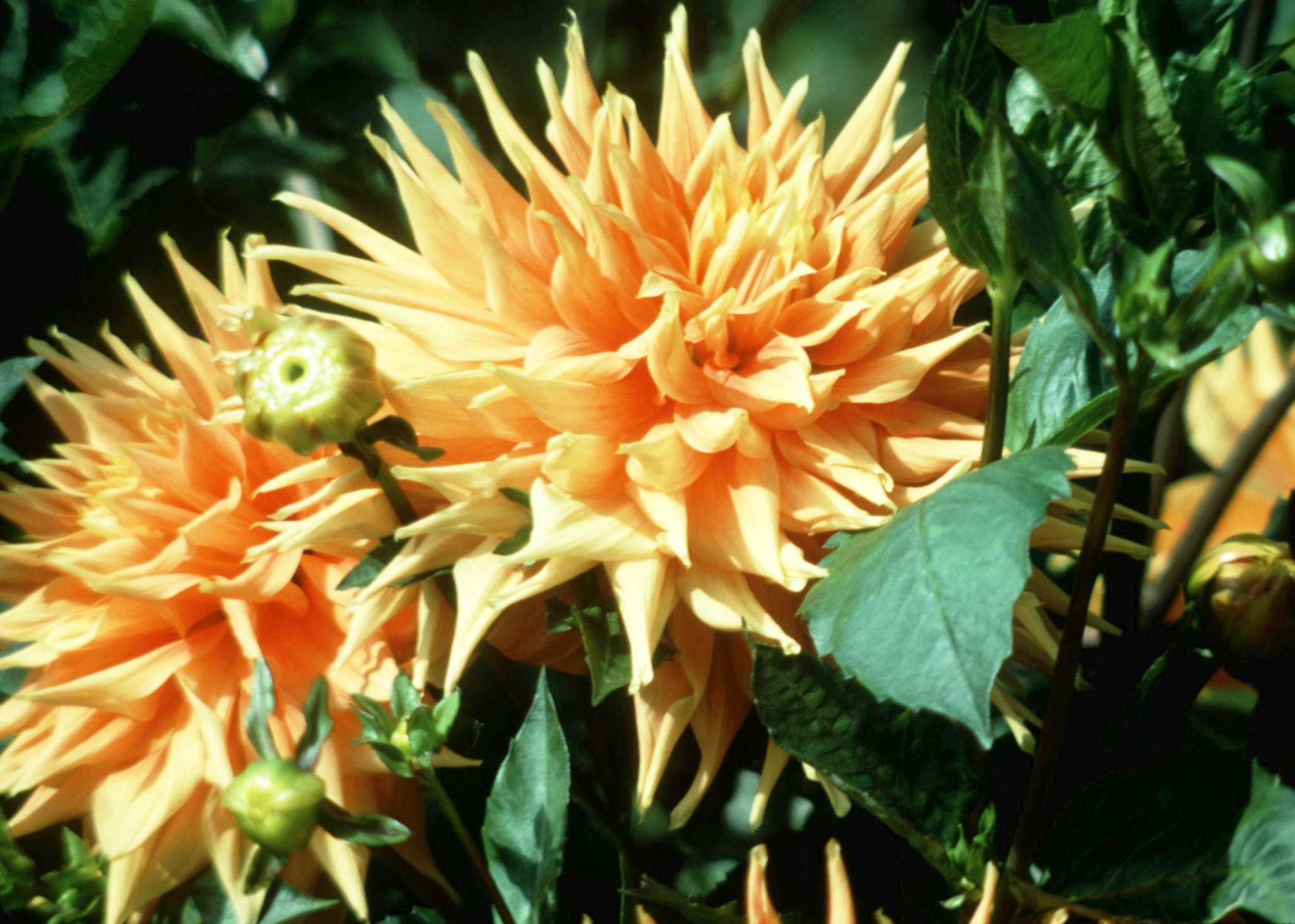 Climate Zone 9 & Flowering Perennials