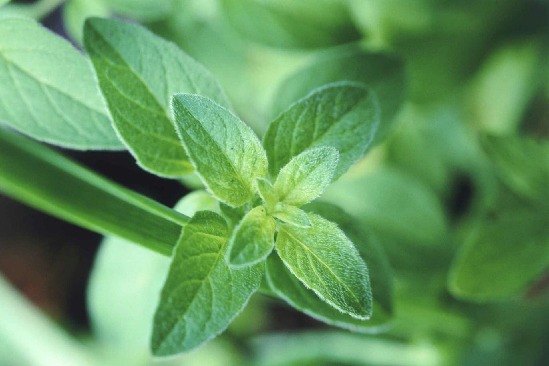 Does Regular Mint Repel Bugs?