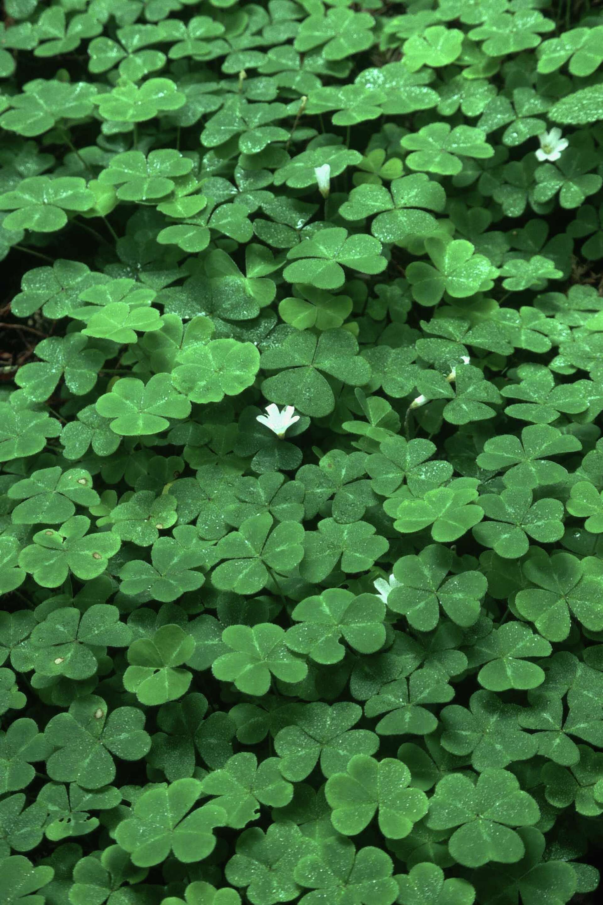 Can You Use Oxalis as a Ground Cover?