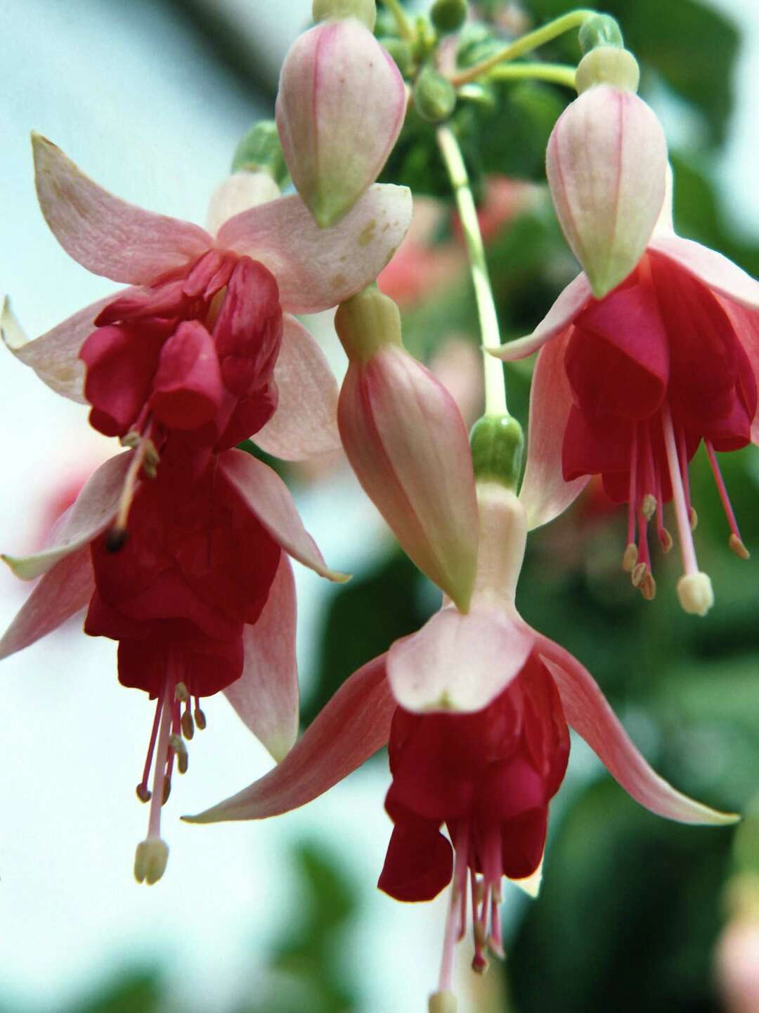 How to Grow a Fuchsia in Sun/Shade