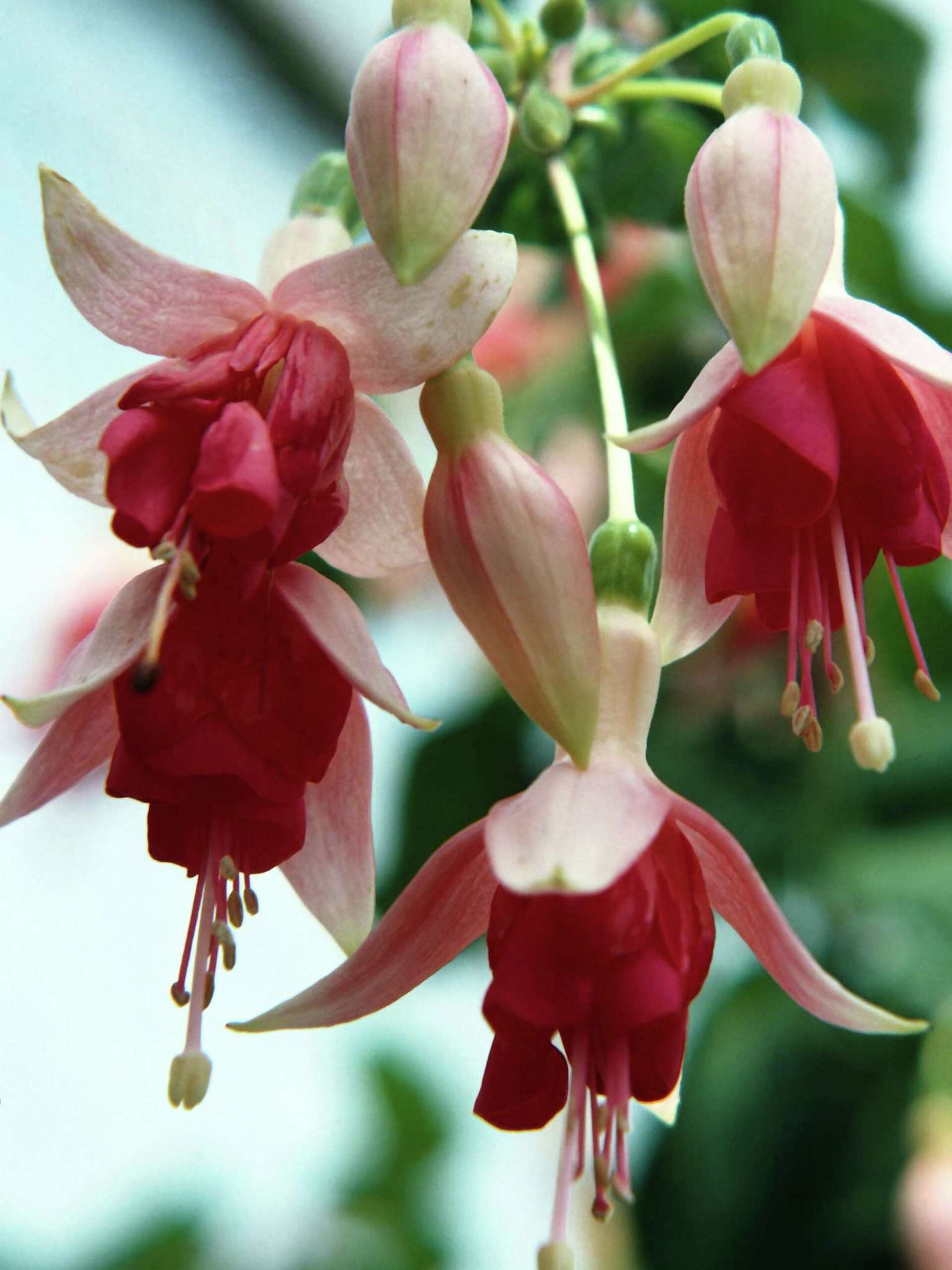 How to Grow a Fuchsia in Sun/Shade