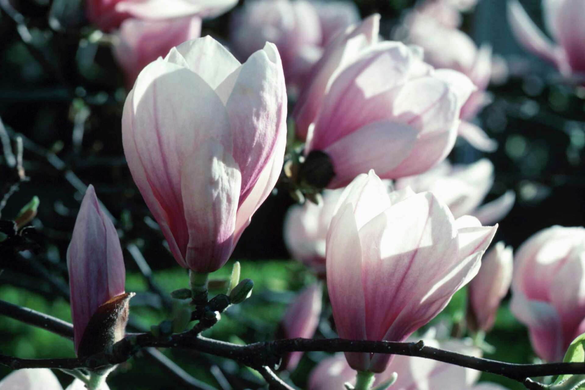 Companion Plants for Magnolia Trees
