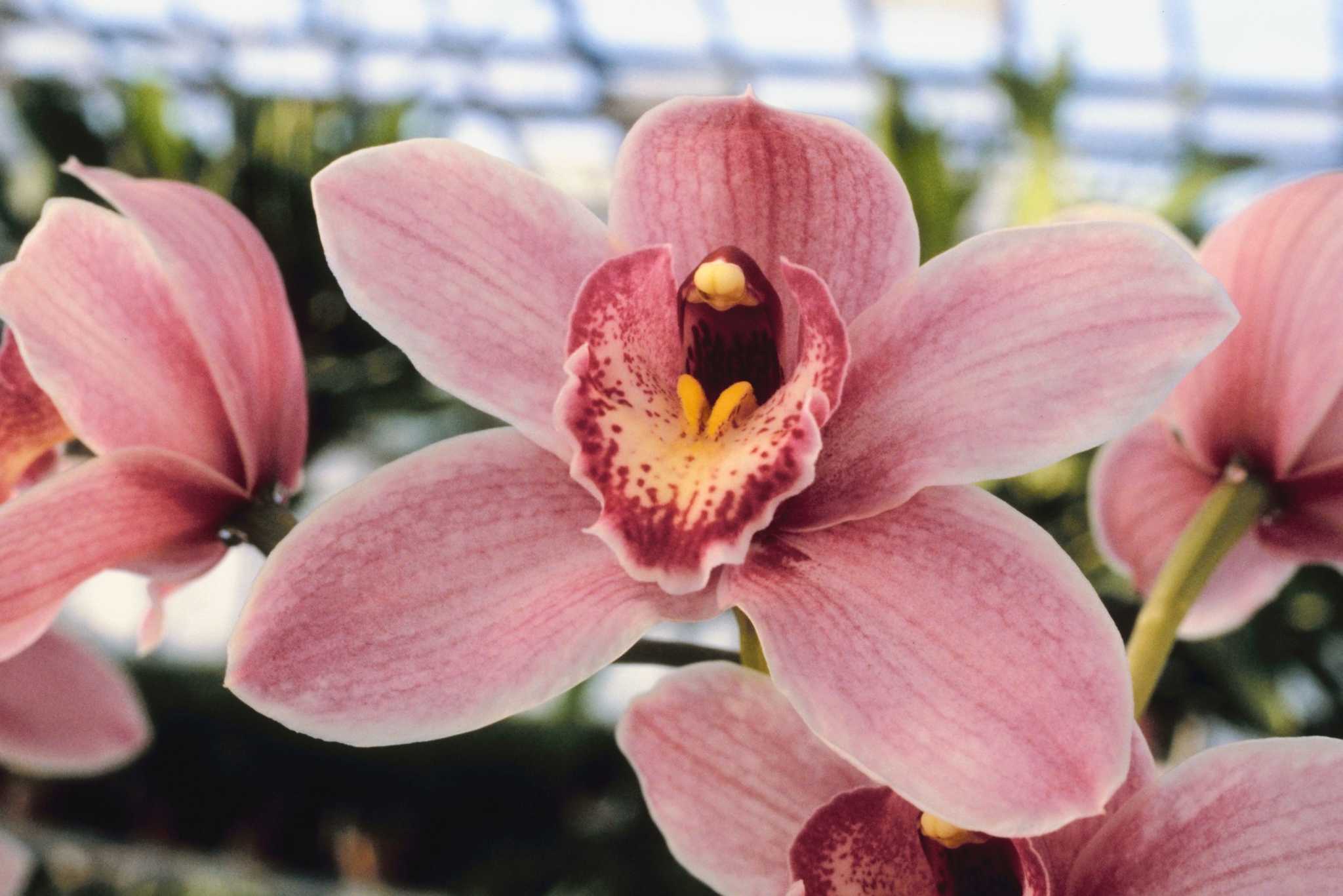 Philippine Orchids Waling Waling