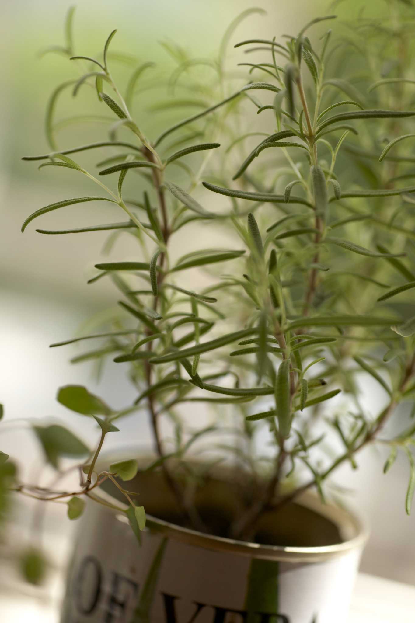 How to Prune Rosemary to a Cone Shape