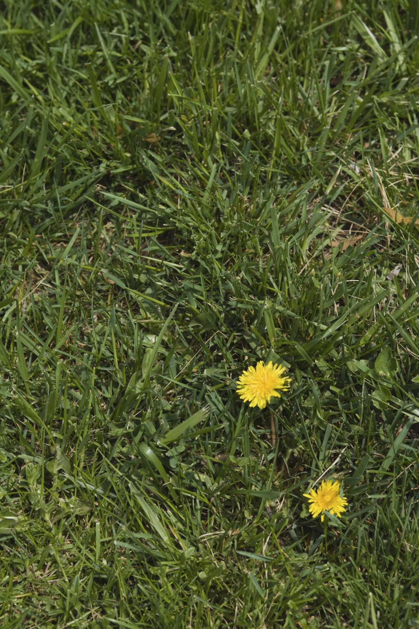 Ingredients of Preen