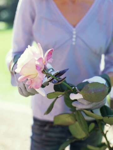 How to Get Starts From Roses