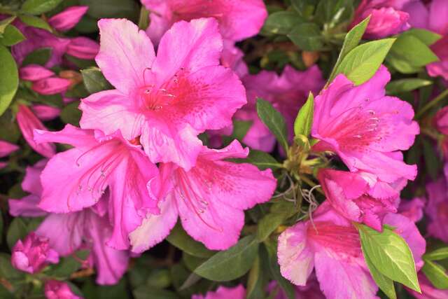 Dying Azalea Flowers in a Garden