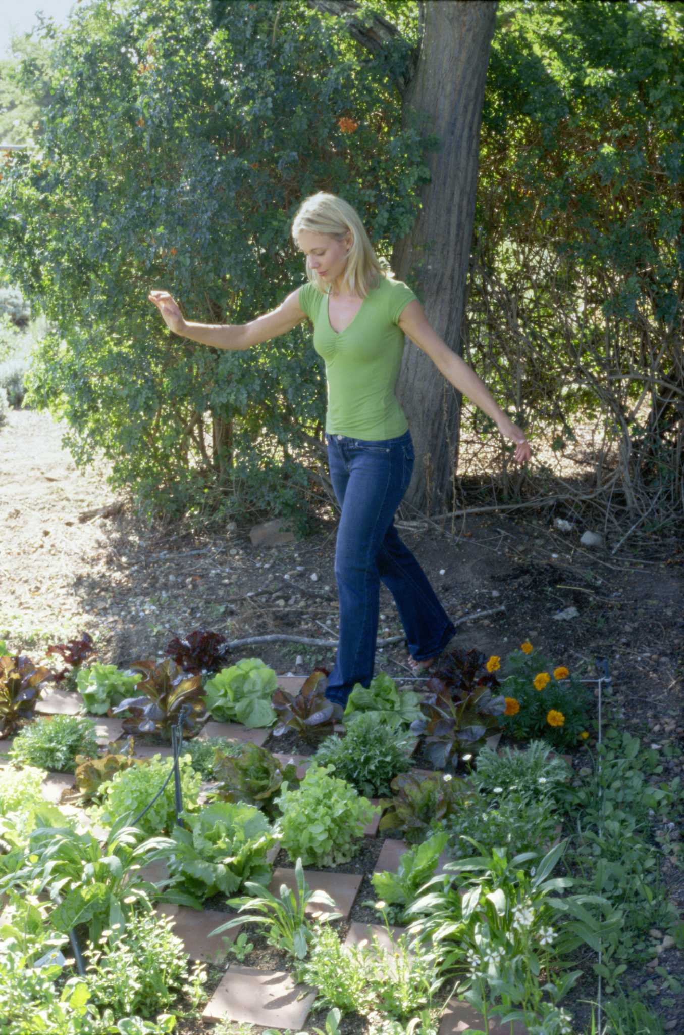 The Causes of Root Rot on Vegetable Plants