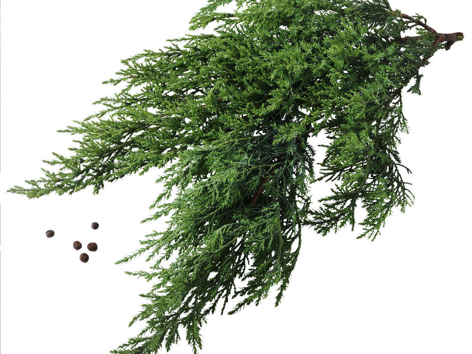 Types of Low-Growing, Spreading Evergreen Shrubs