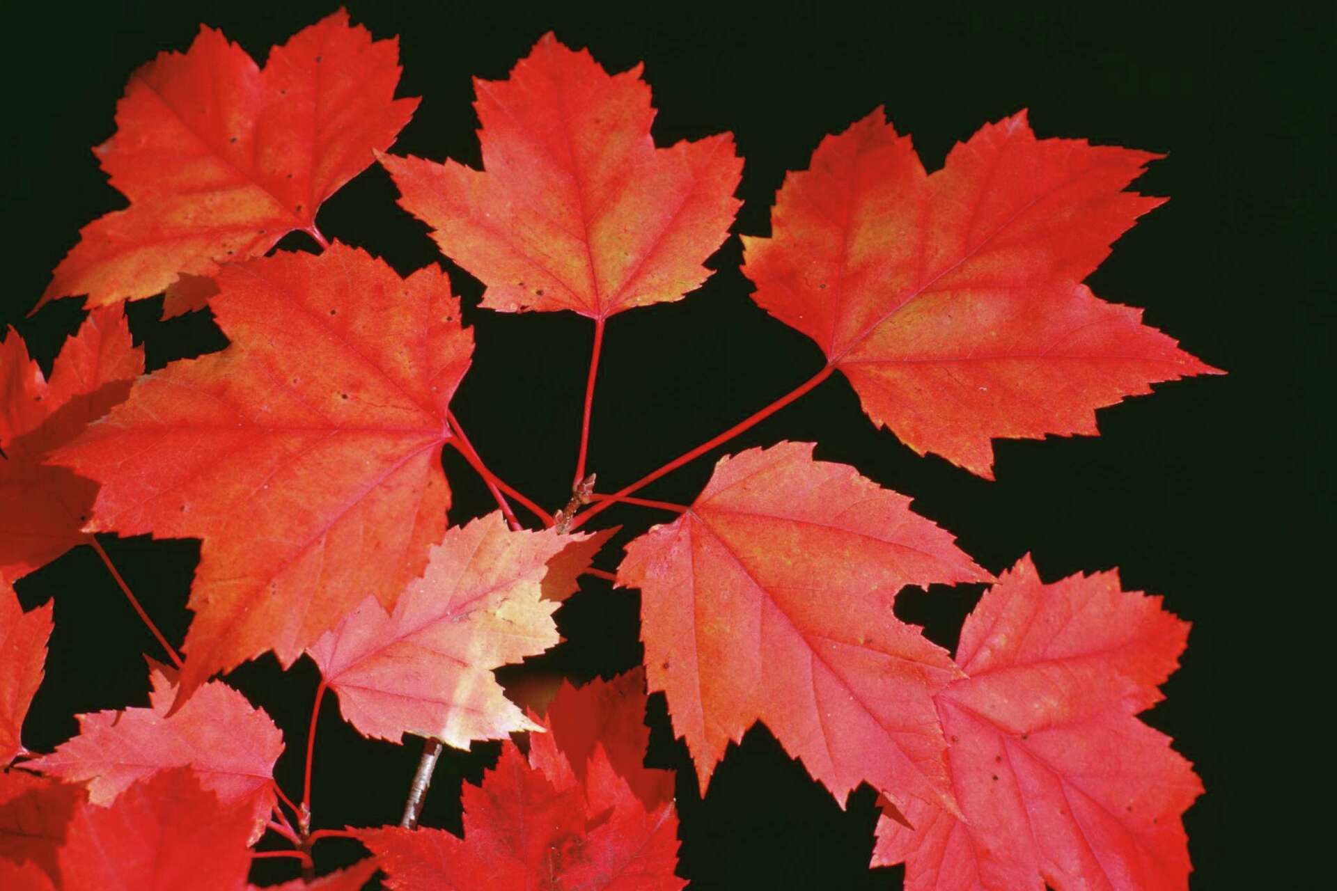 How to Propagate Red Maples