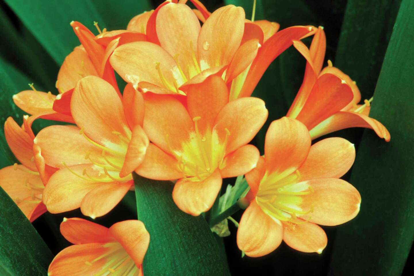 How to Trim Clivia