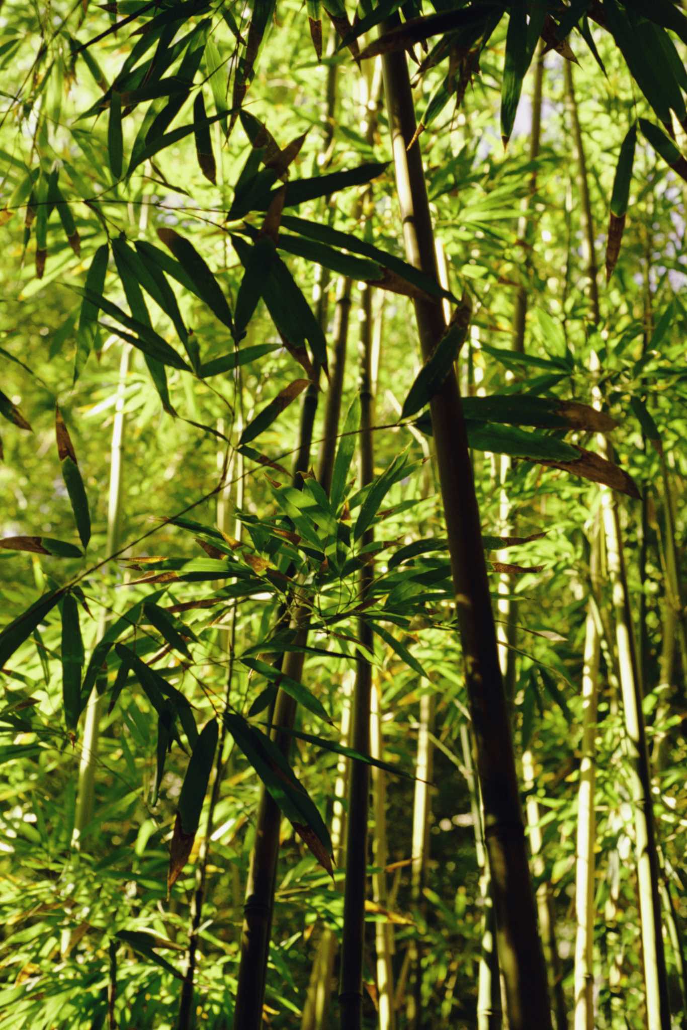 What Are Clumping Plants?
