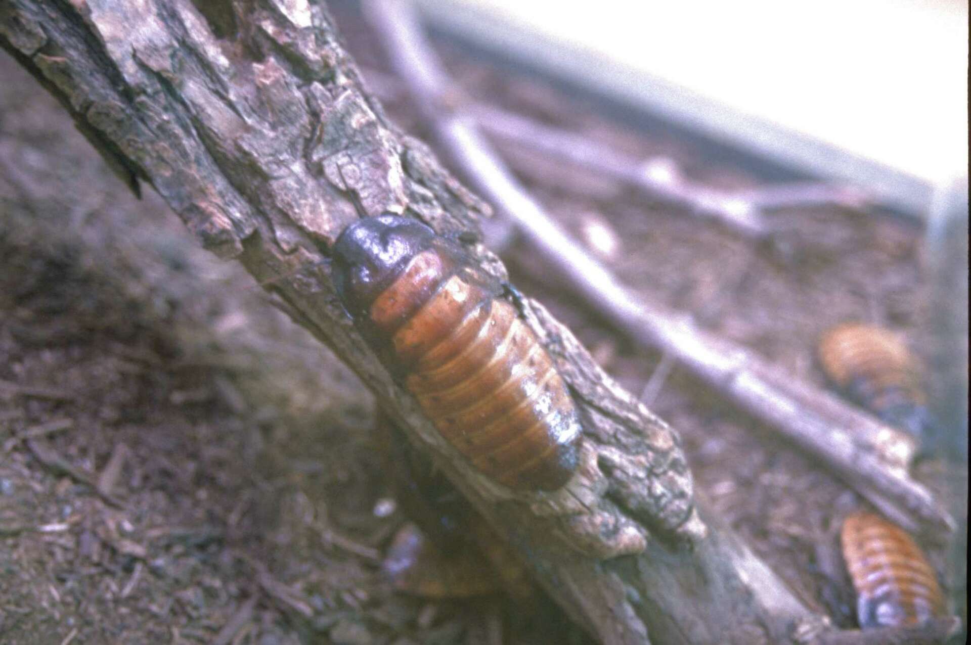 Facts About Cockroaches Living in Trees