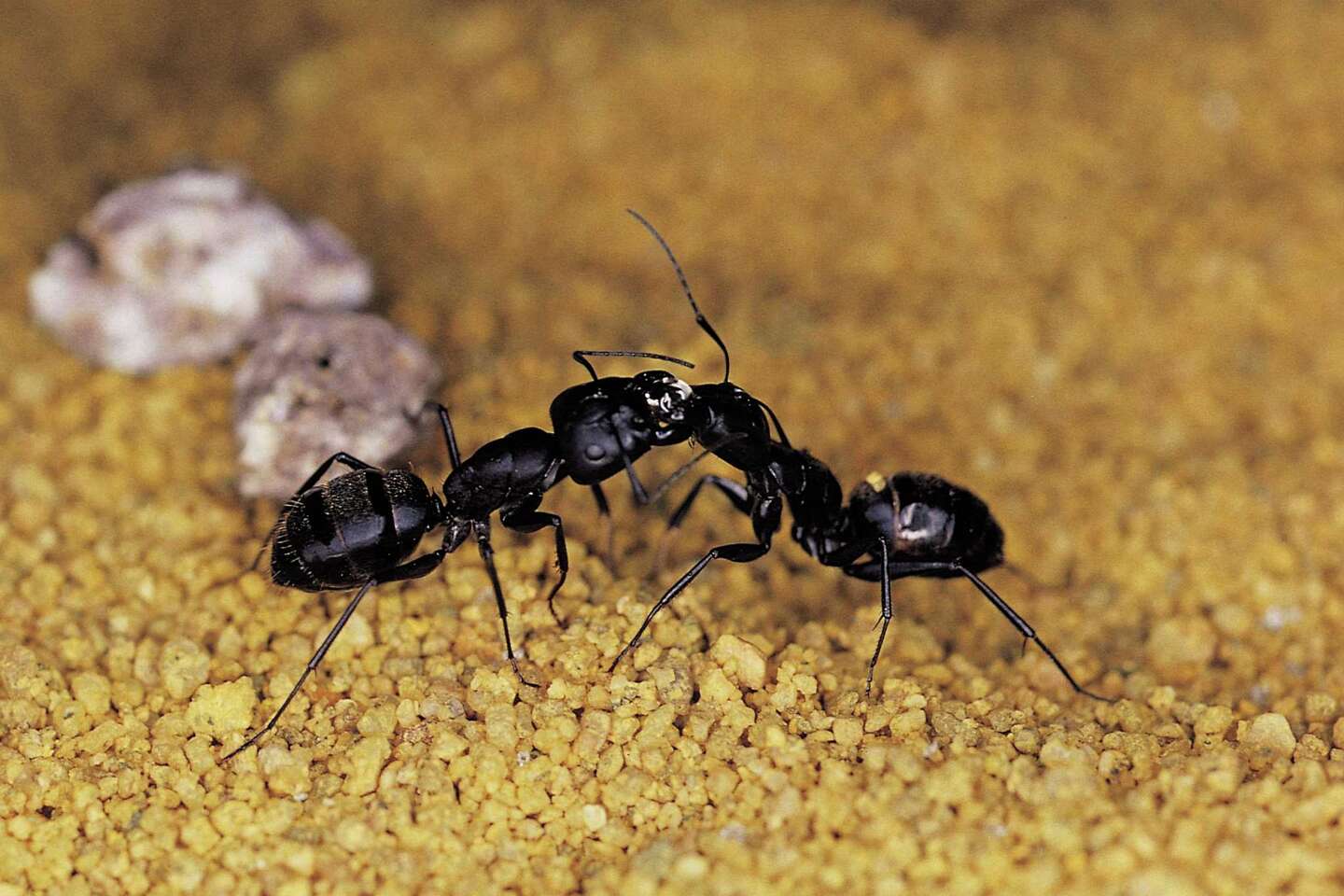 What Kind of Chalk Is Used to Keep Ants Away?
