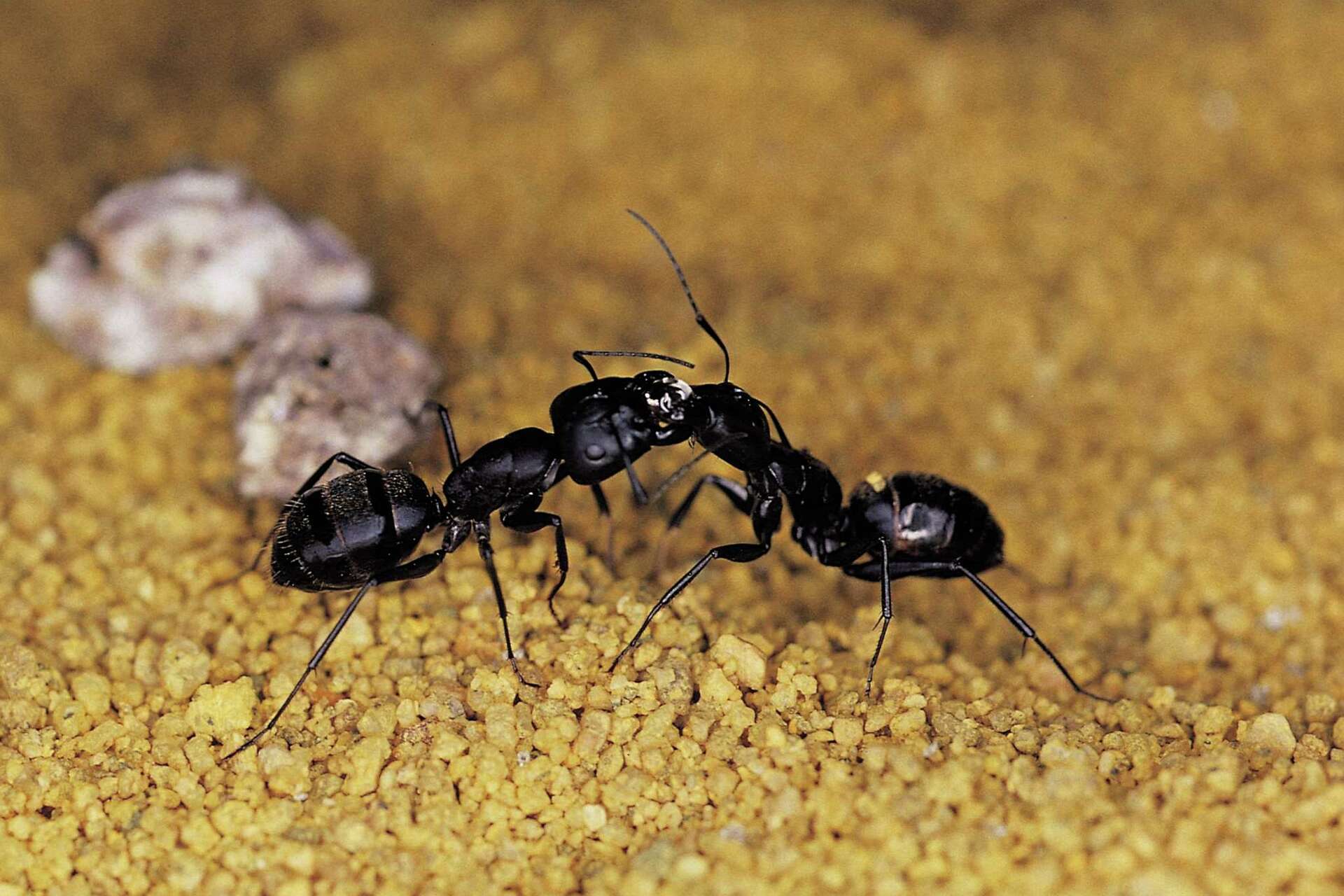 What Kind of Chalk Is Used to Keep Ants Away?