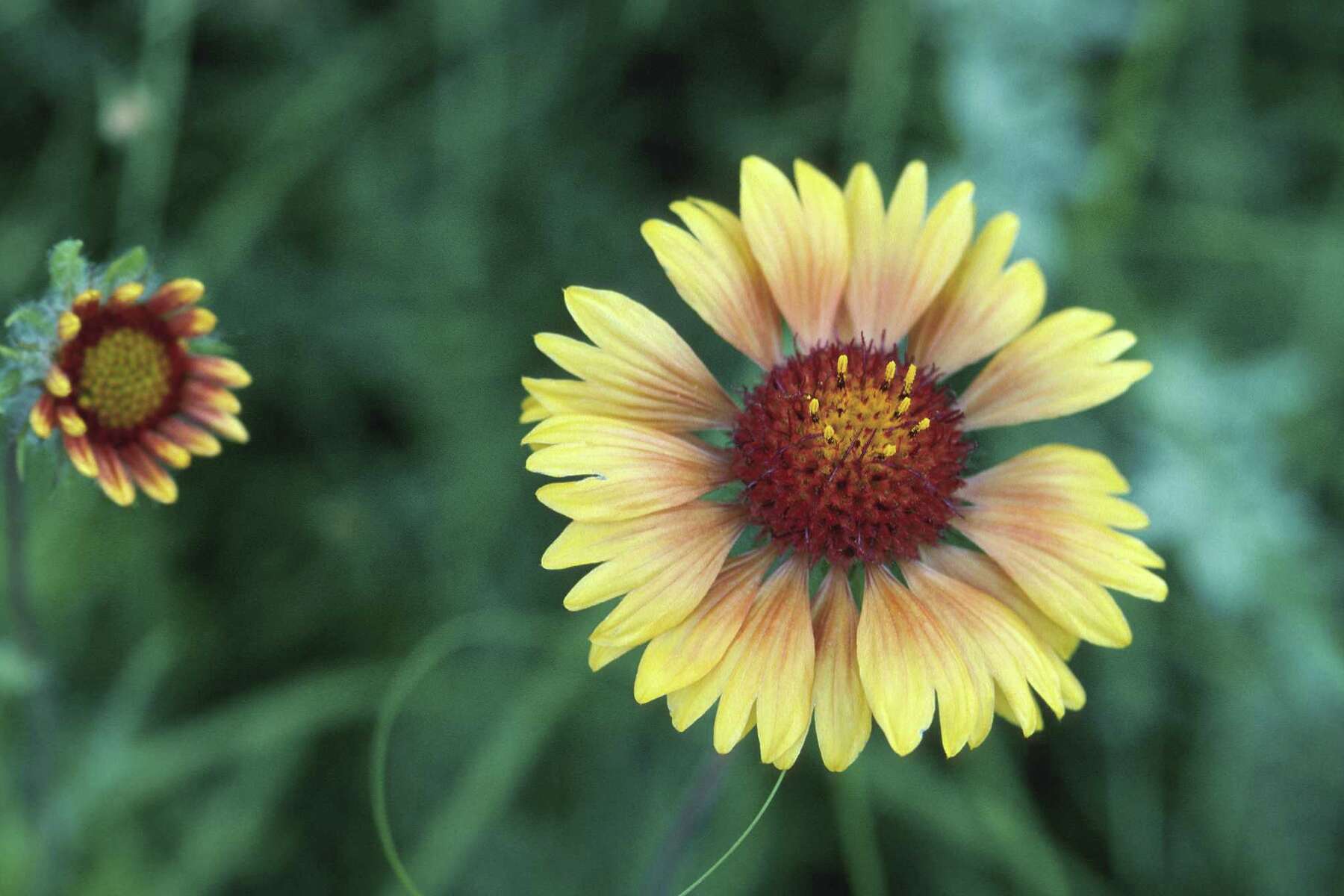 Firewheel Flower Meaning | Best Flower Site