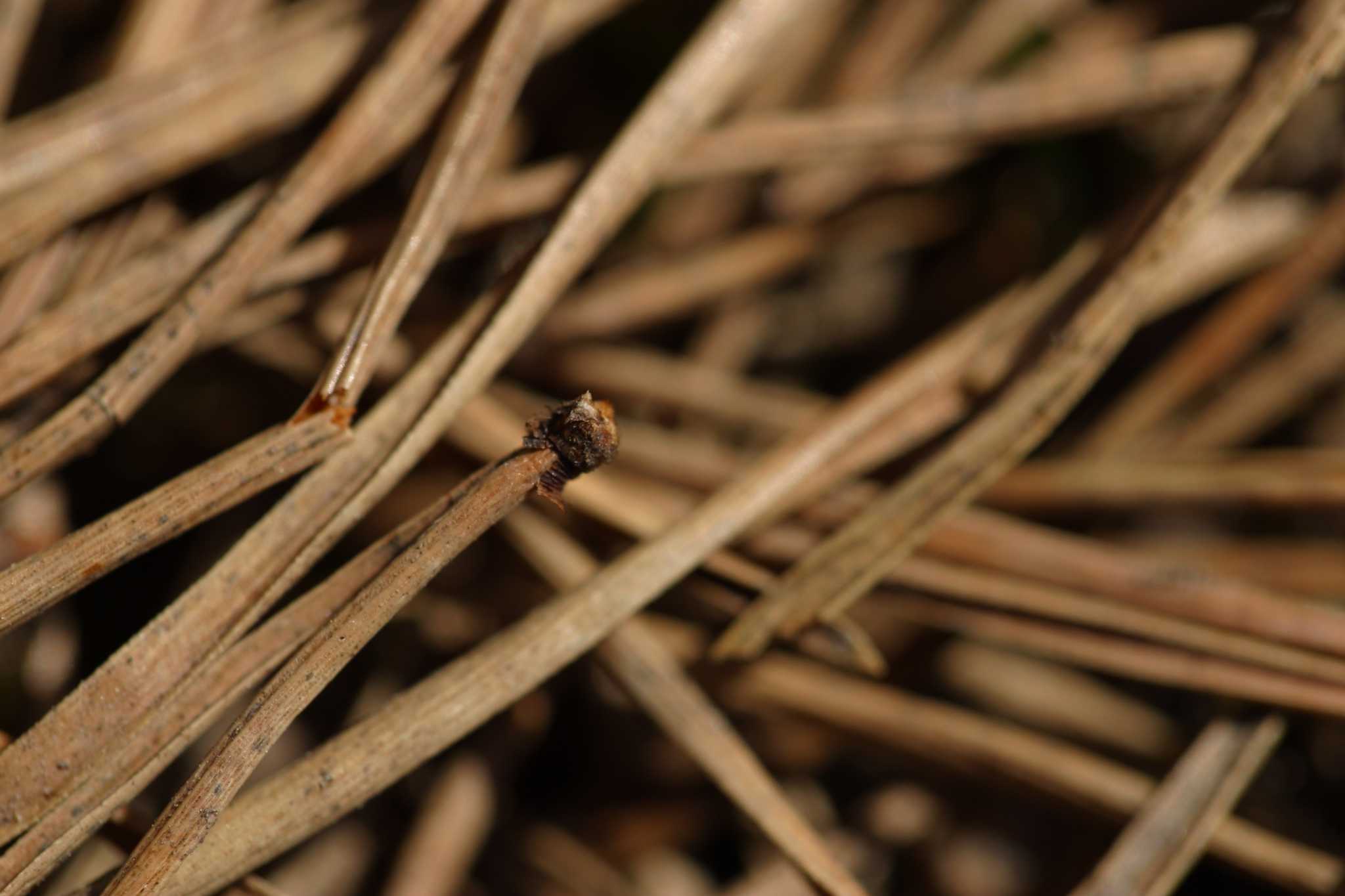 How to Recycle Evergreen Tree Needles
