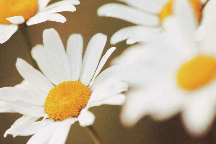 The Harvesting of Daisy Seeds