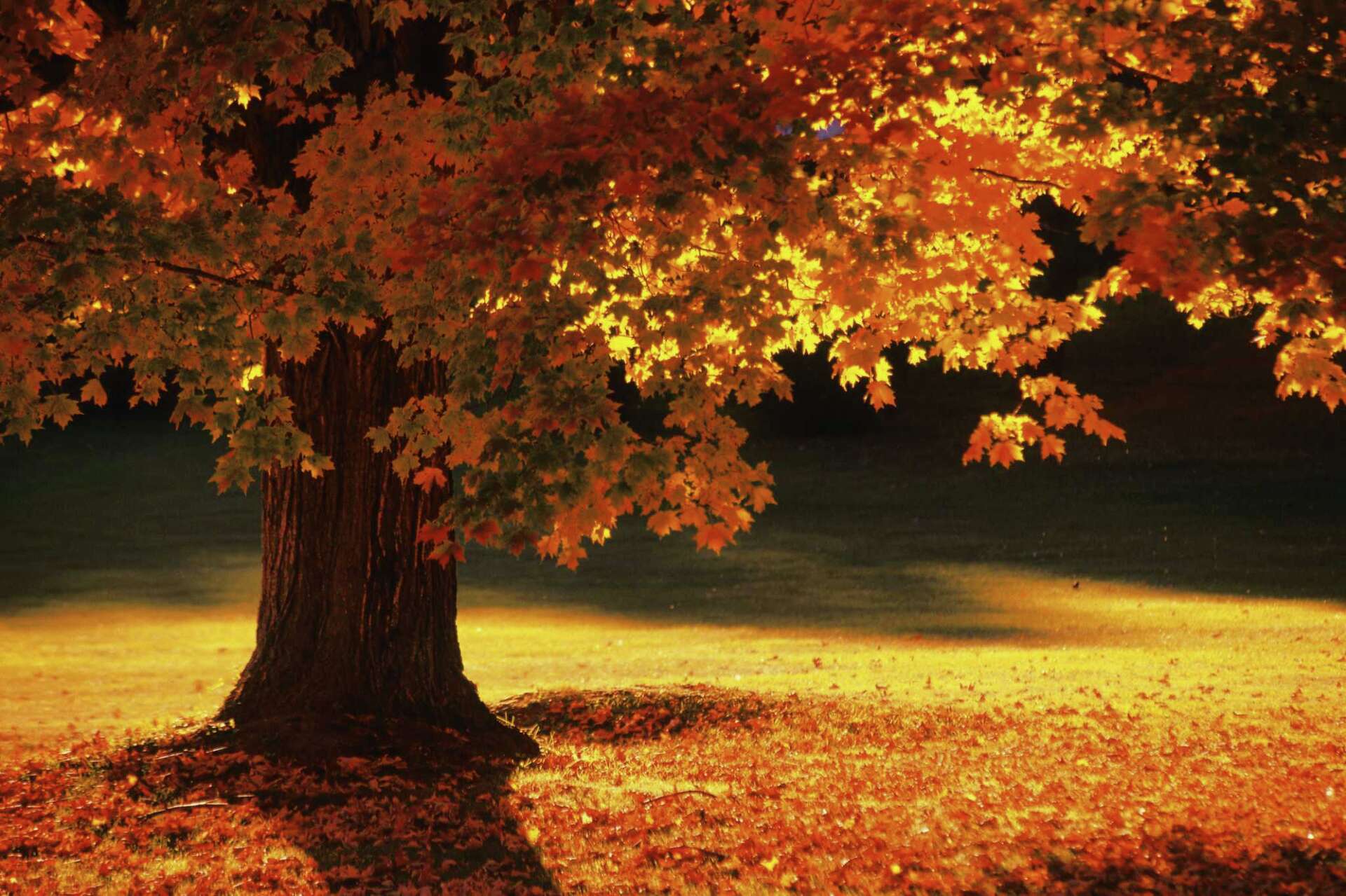 Common Diseases of Maple Tree Limbs