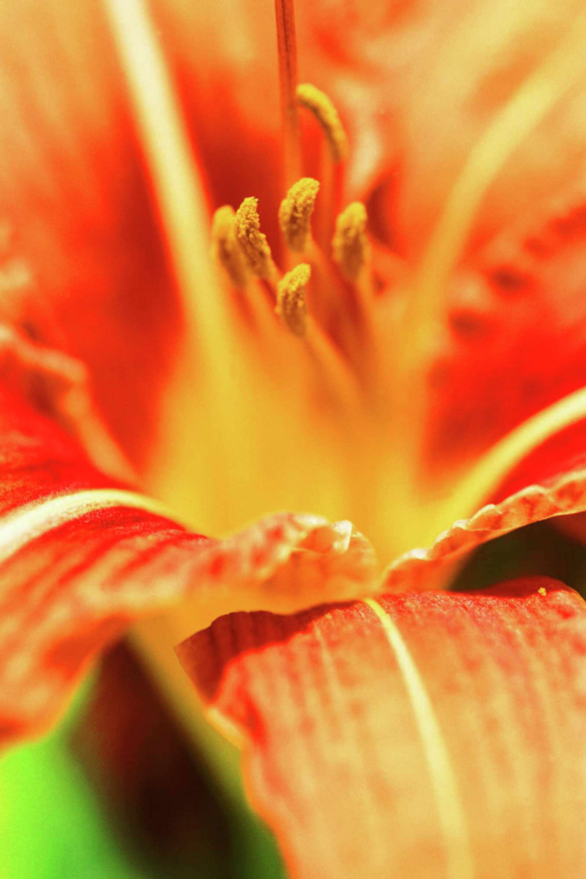 The Best Rust Resistant Lily