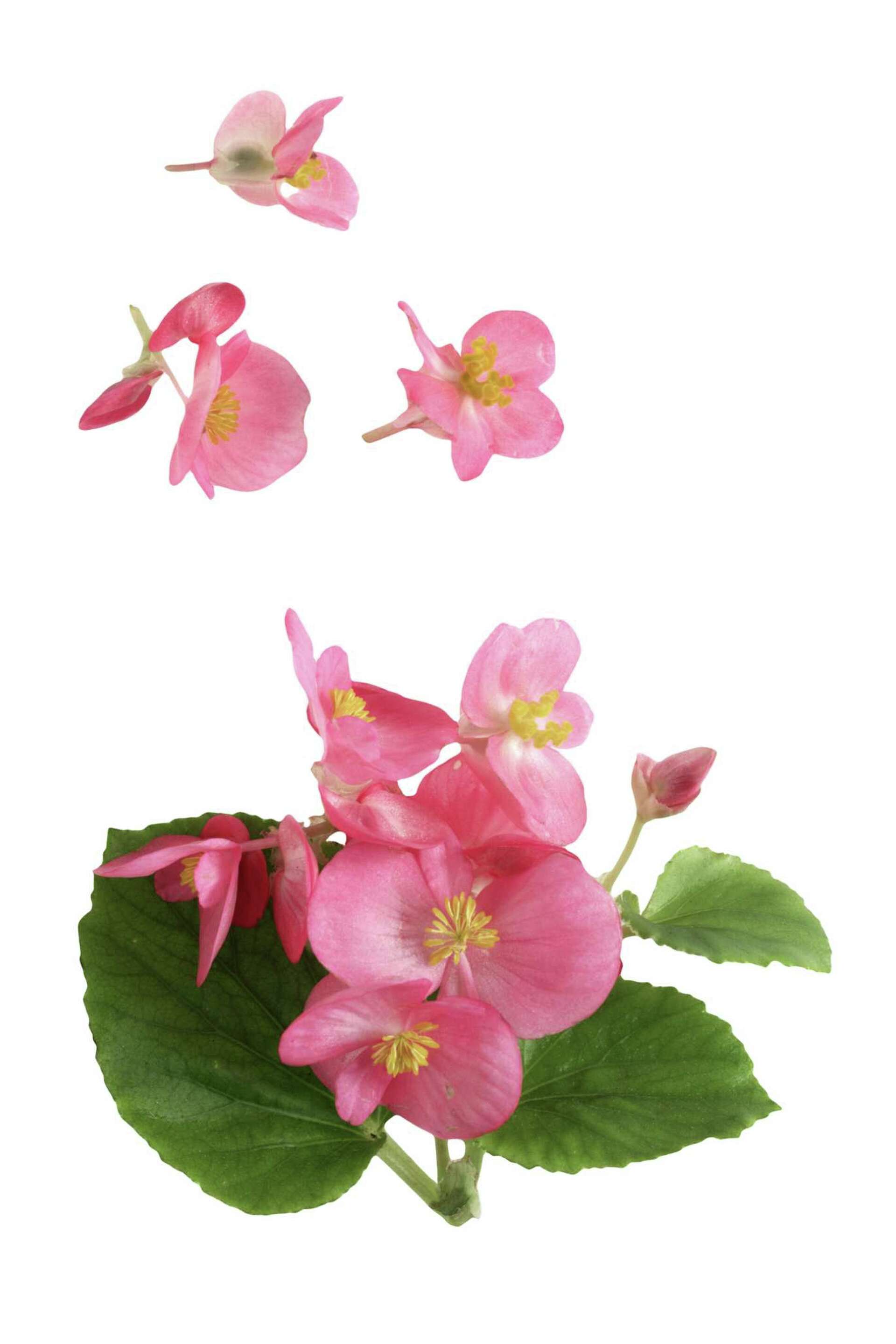 How to Care for Miniature Begonias