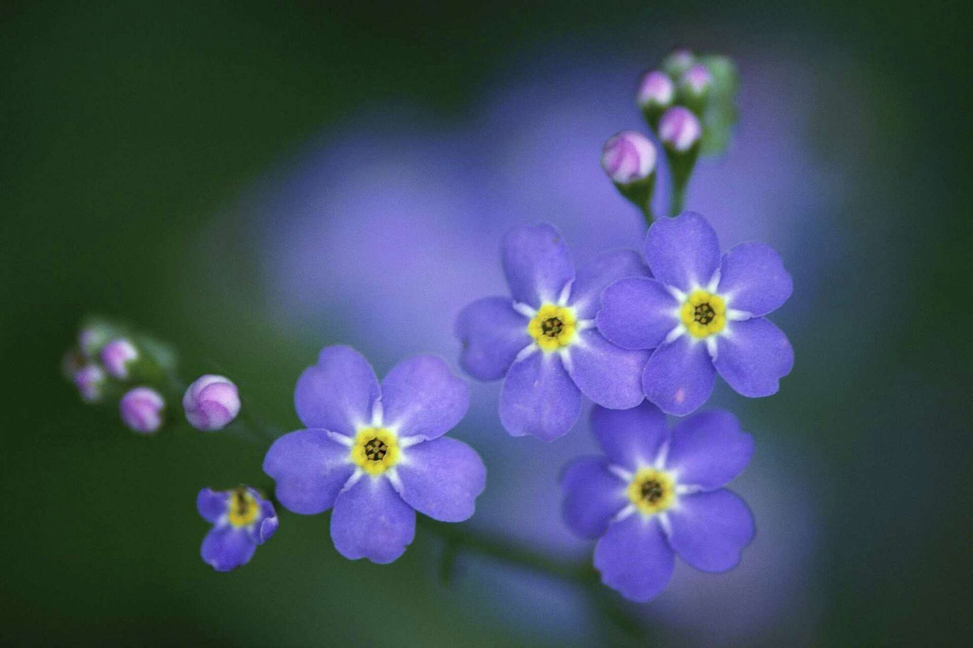 What Colors Do Forget-Me-Nots Come In?